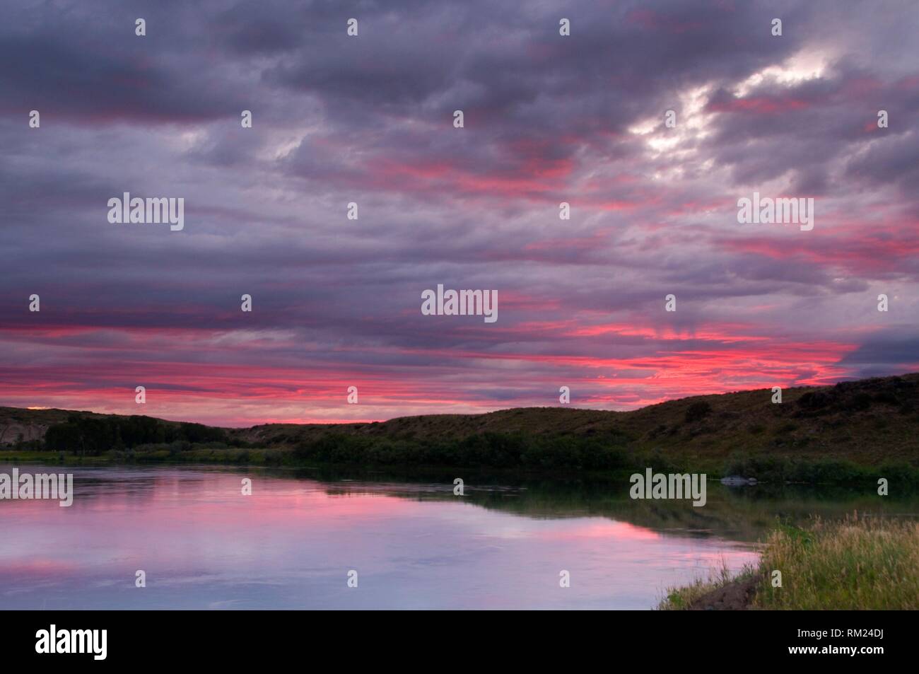 Rising pelican hi-res stock photography and images - Alamy
