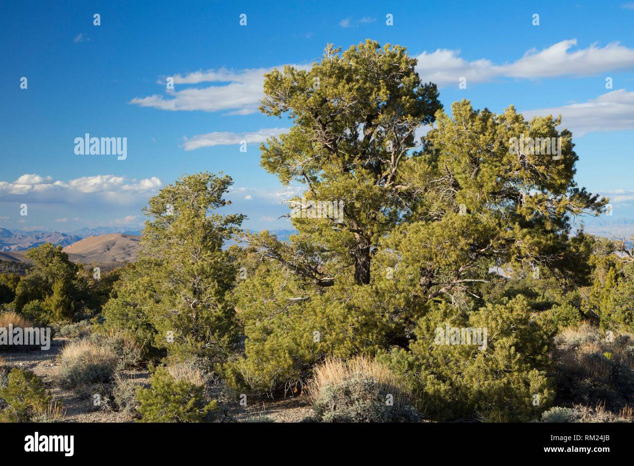 Pinyon Juniper High Resolution Stock Photography and Images - Alamy