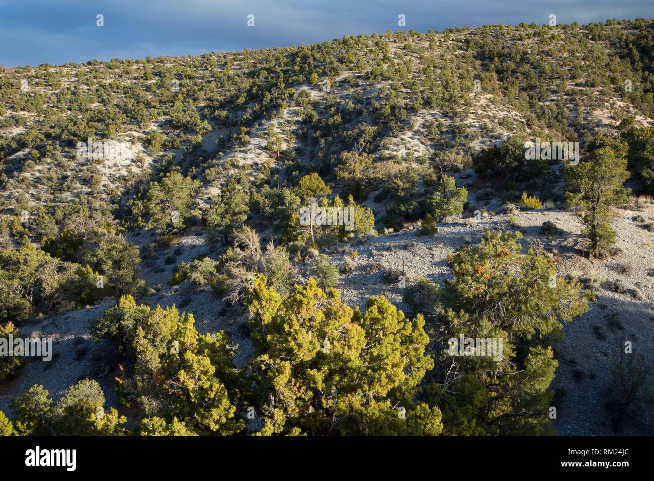 Pinyon Juniper High Resolution Stock Photography and Images - Alamy