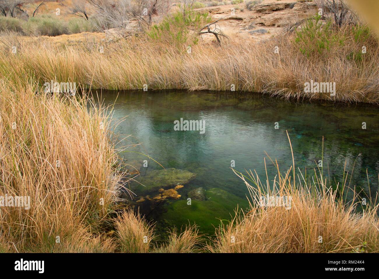 Ash meadows national refuge hi-res stock photography and images - Alamy