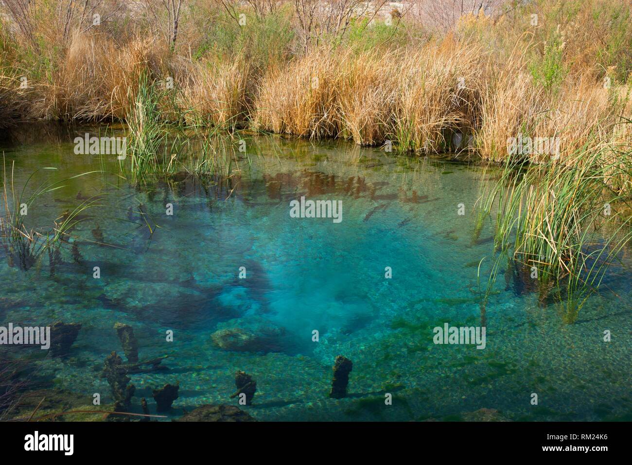 Ash meadows national refuge hi-res stock photography and images - Alamy