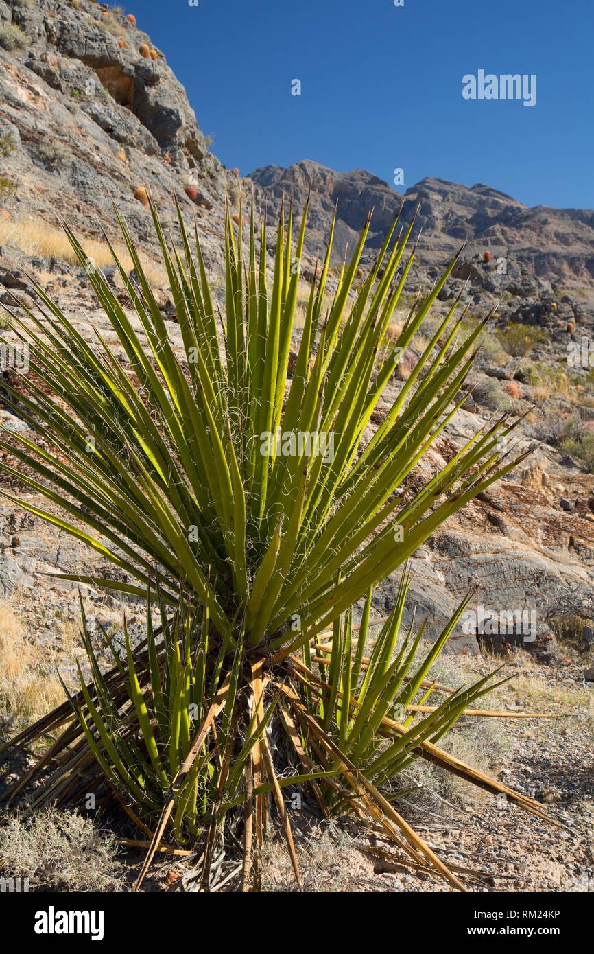 Desert yucca wildlife hi-res stock photography and images - Alamy