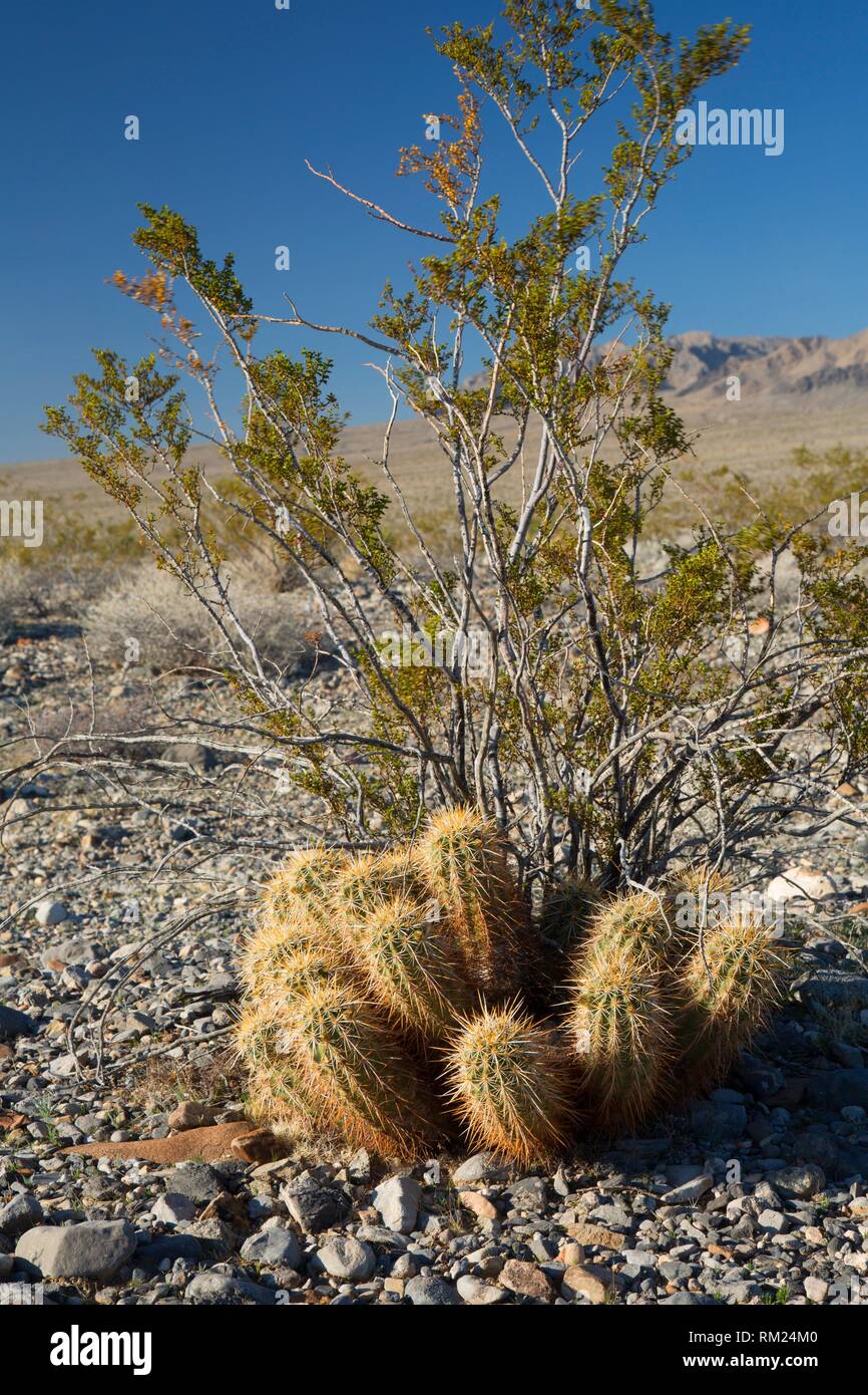 Nevada desert cacti hi-res stock photography and images - Alamy