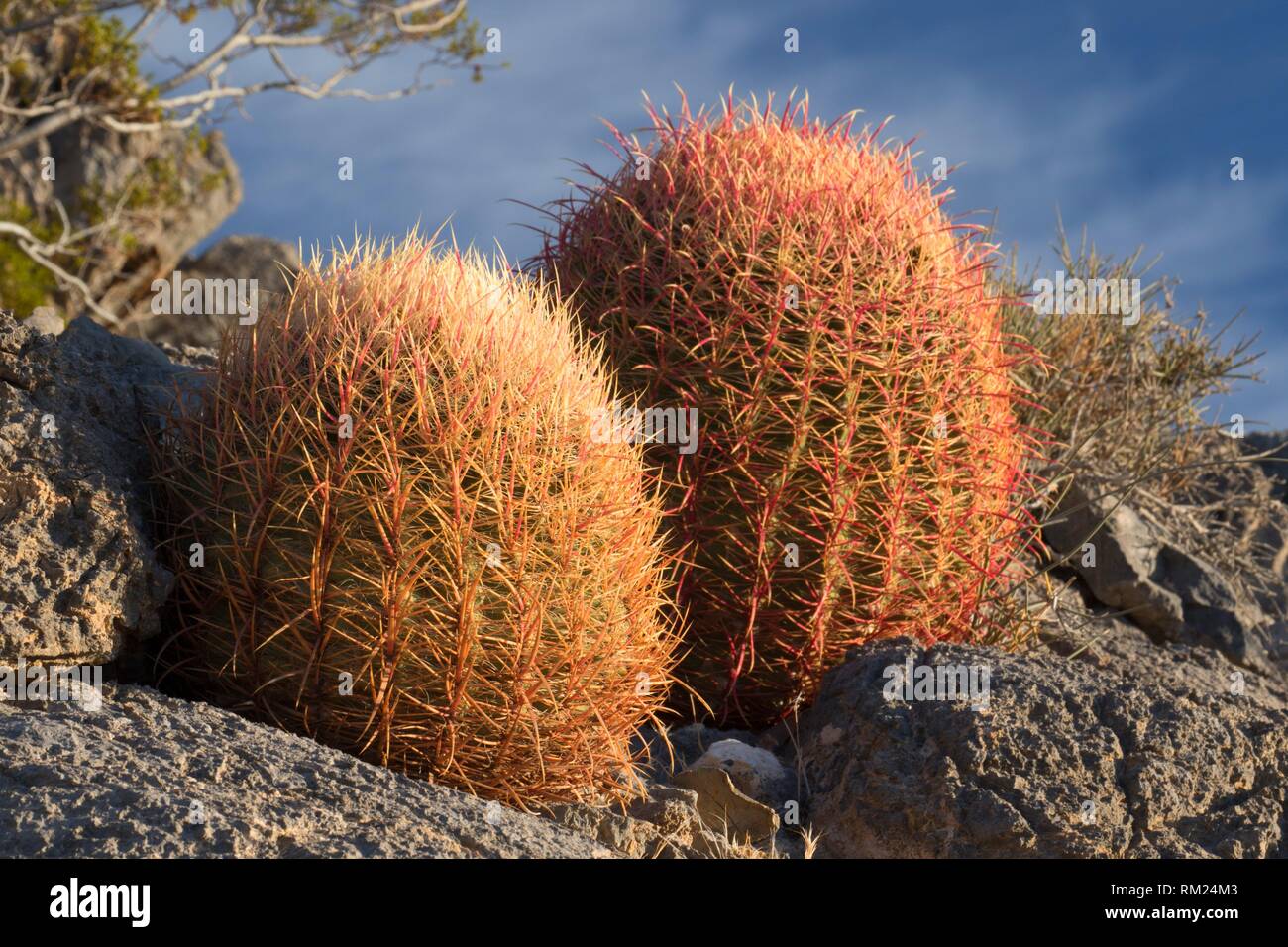 Barrel cactus desert hi-res stock photography and images - Alamy