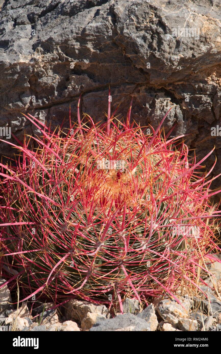 Barrel cactus desert hi-res stock photography and images - Alamy