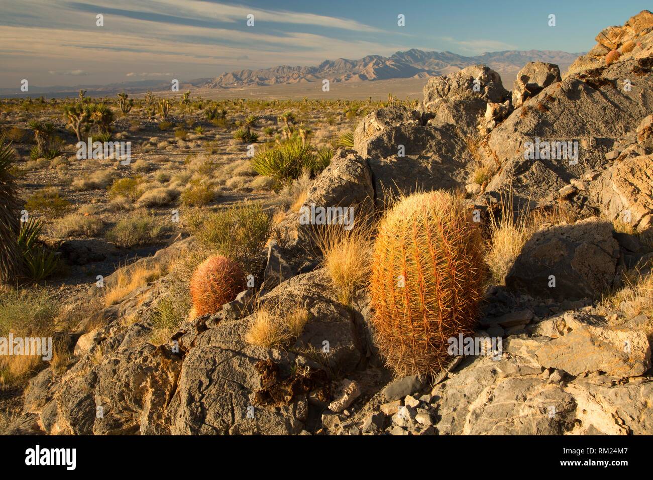 Barrel cactus desert hi-res stock photography and images - Alamy