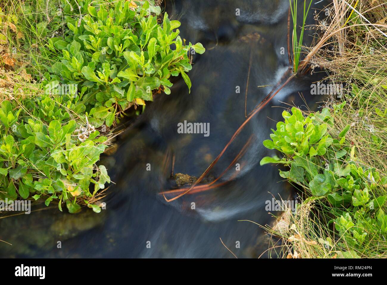 Moapa dace hi-res stock photography and images - Alamy