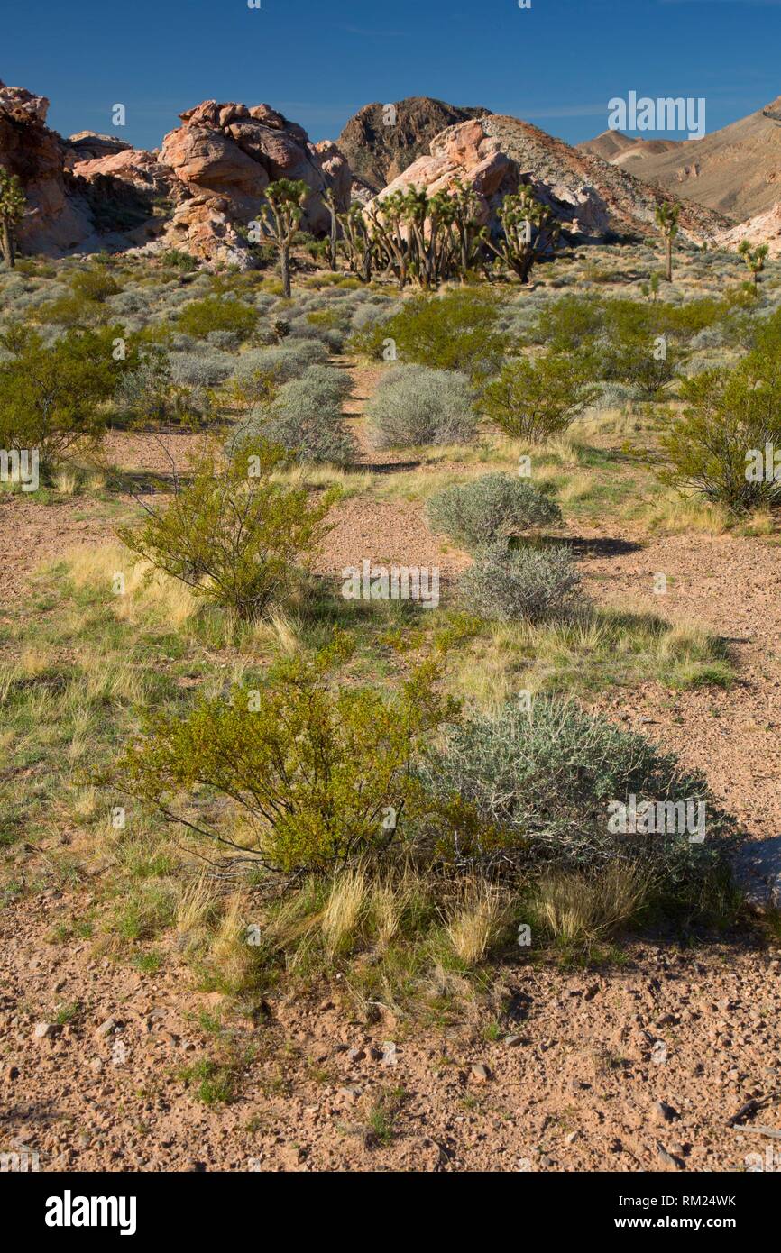 Mojave creosote bush hi-res stock photography and images - Alamy