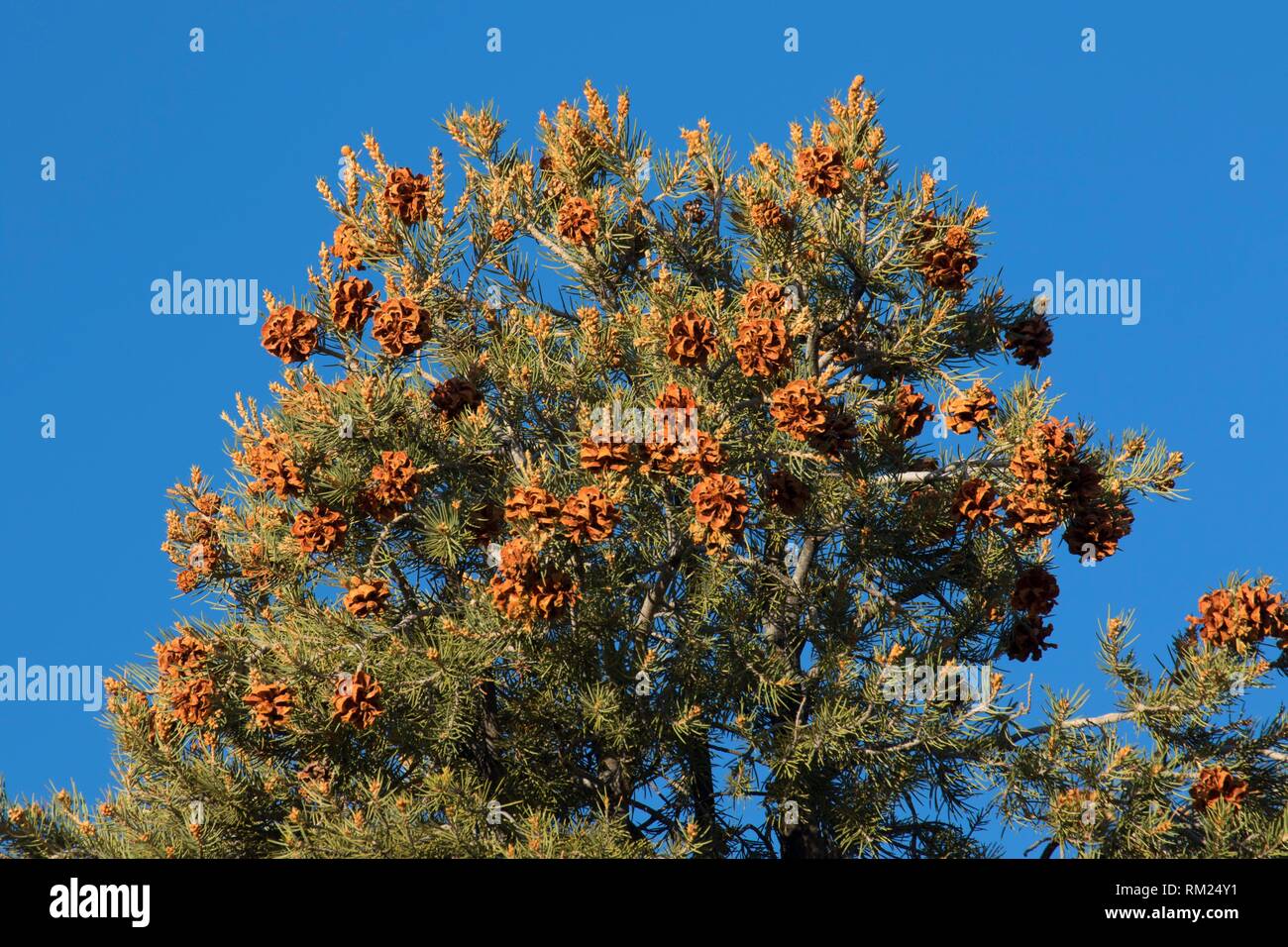 Pinon pine tree hi-res stock photography and images - Alamy