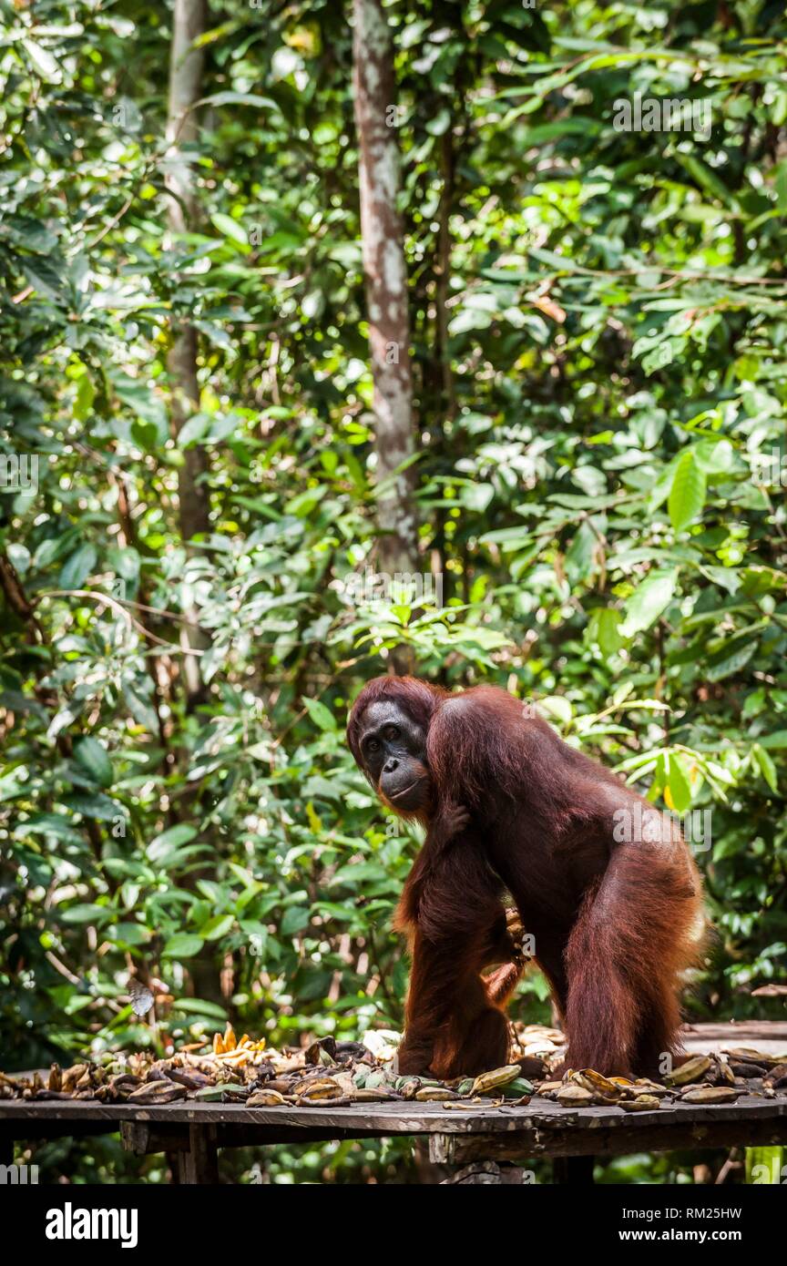 Orangutan eating hi-res stock photography and images - Alamy