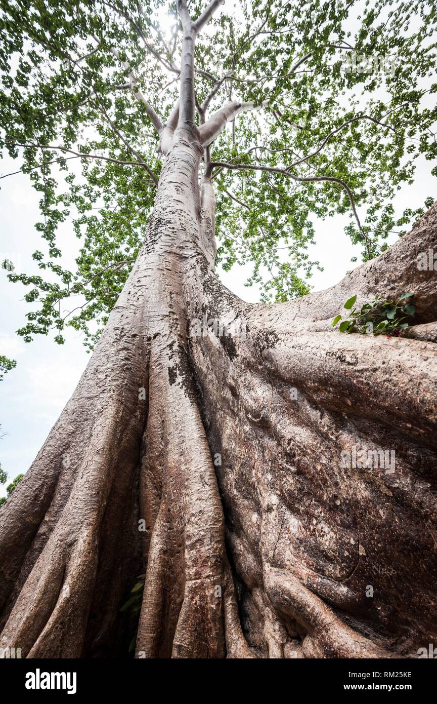 Giant Rainforest Tree High Resolution Stock Photography and Images - Alamy