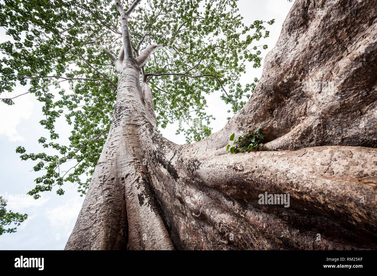 Giant jungle tree High Resolution Stock Photography and Images - Alamy