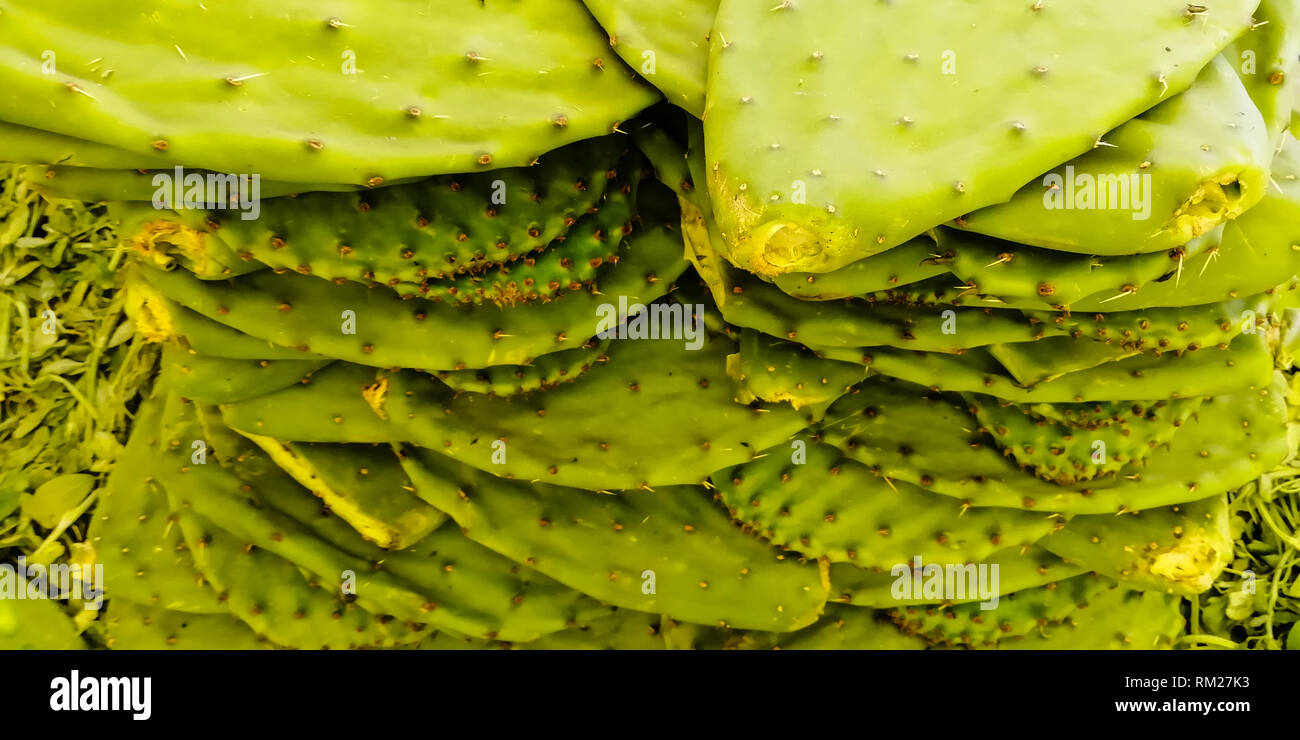 a stack of fresh nopales, cactus ready for sale with spines Stock Photo ...
