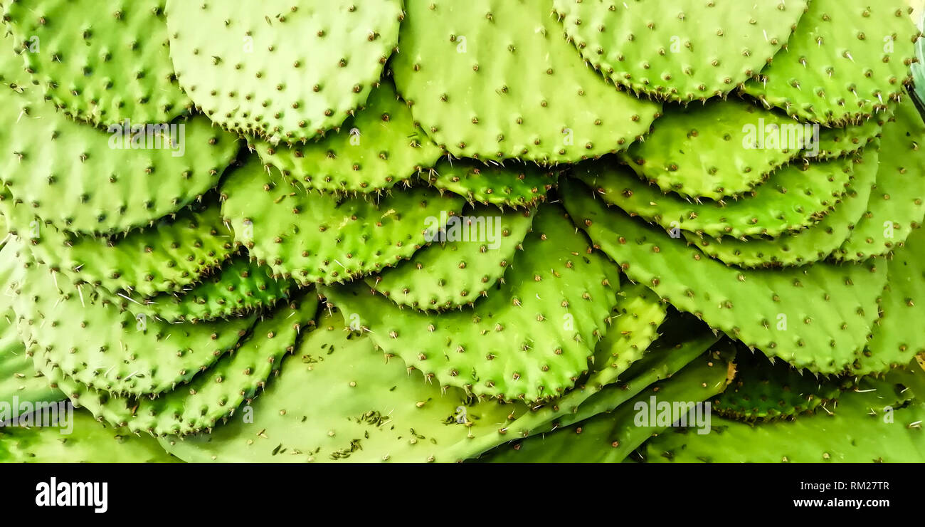 Nopal cactus hi-res stock photography and images - Alamy