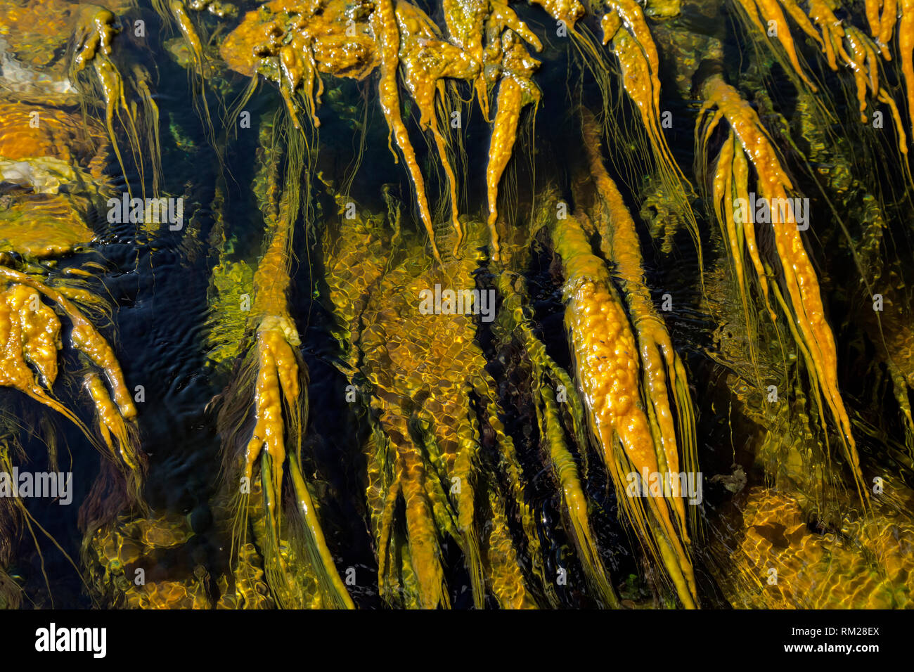 Thermophilic archaea and bacteria hi-res stock photography and images ...