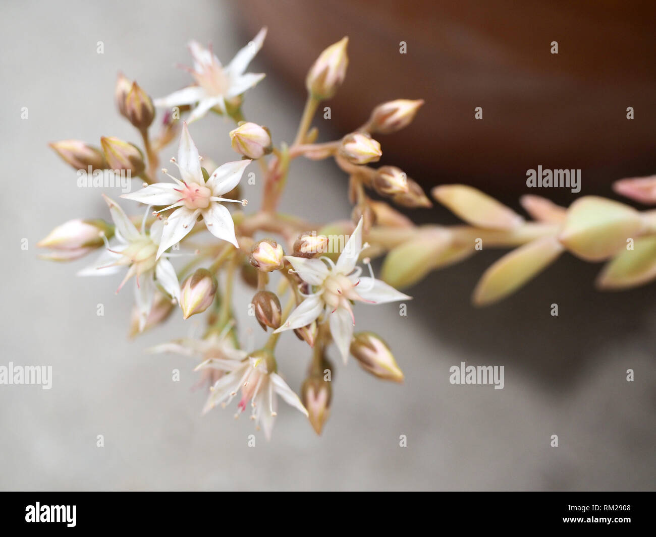 Cute little white succulent flowers Stock Photo - Alamy