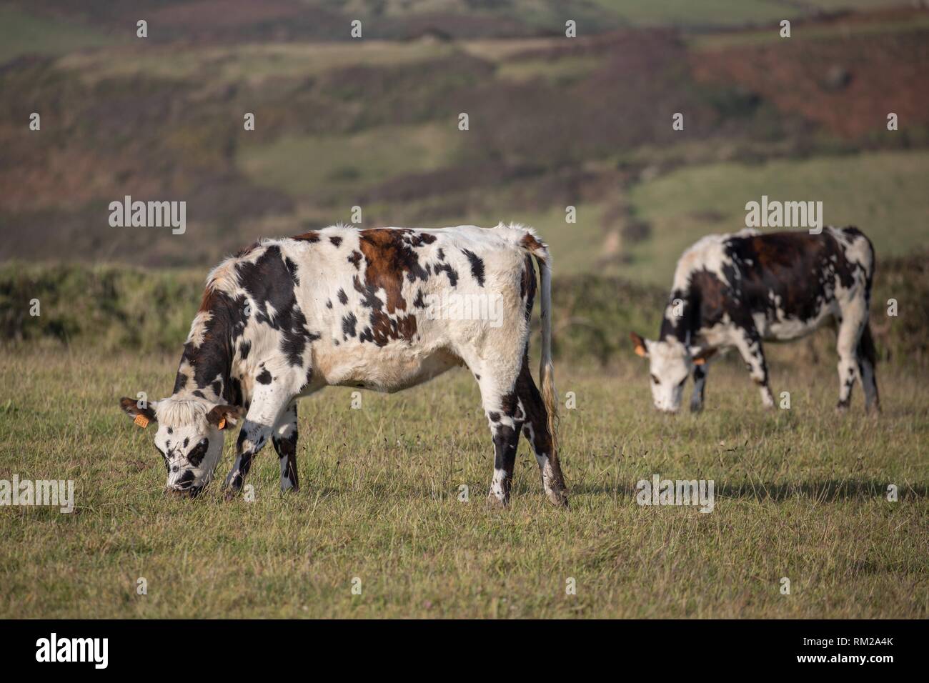 Normandy Cow High Resolution Stock Photography and Images - Alamy