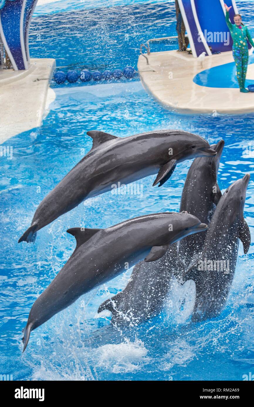 Seaworld High Resolution Stock Photography and Images - Alamy