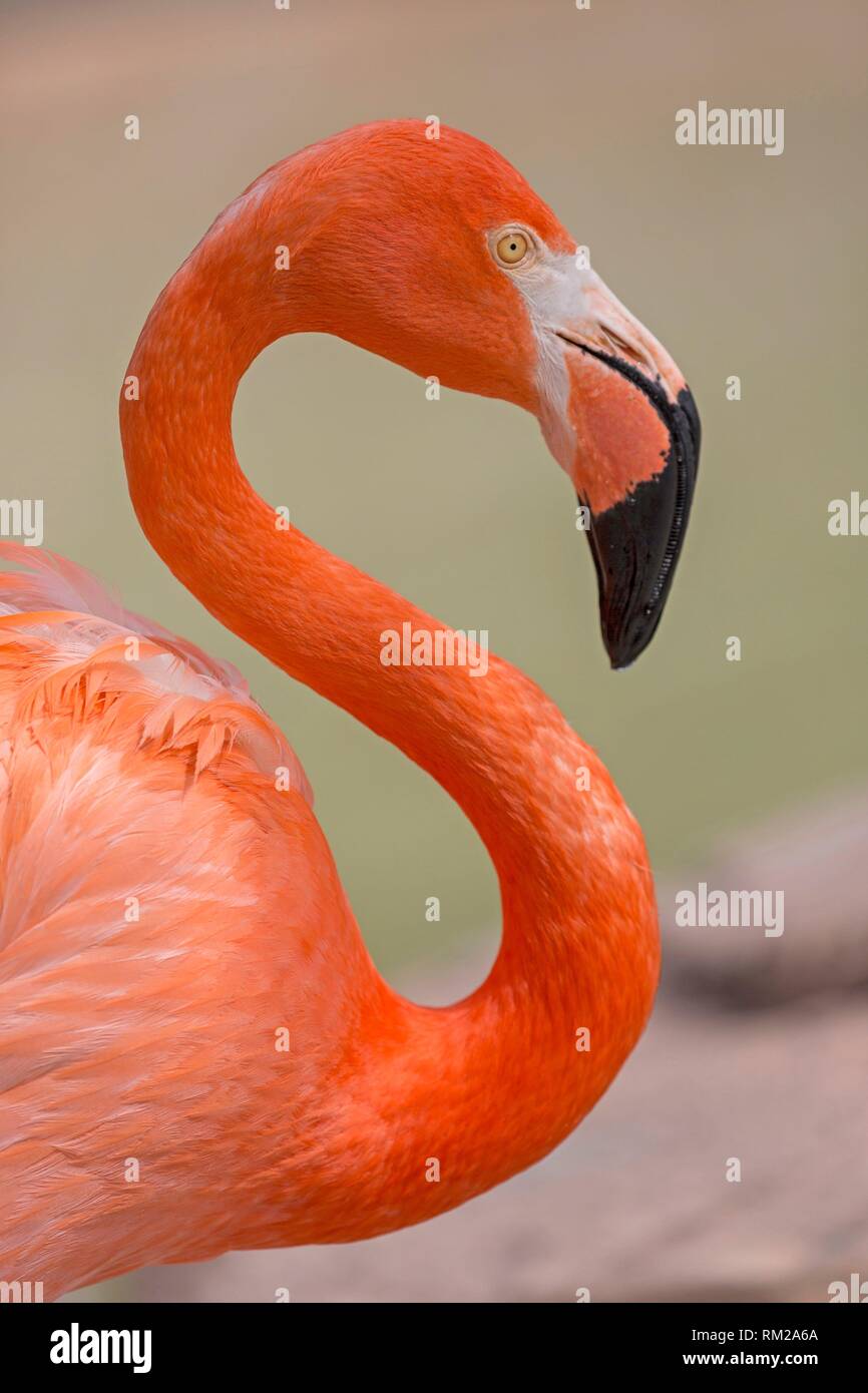 Pink flamingo day hi-res stock photography and images - Alamy