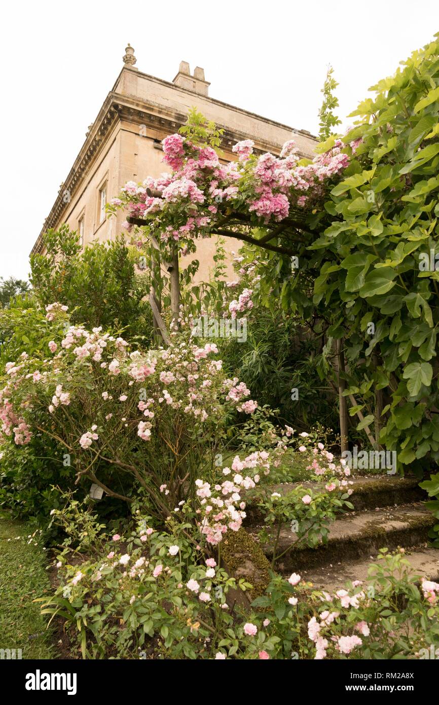 Cascade roses hi-res stock photography and images - Alamy