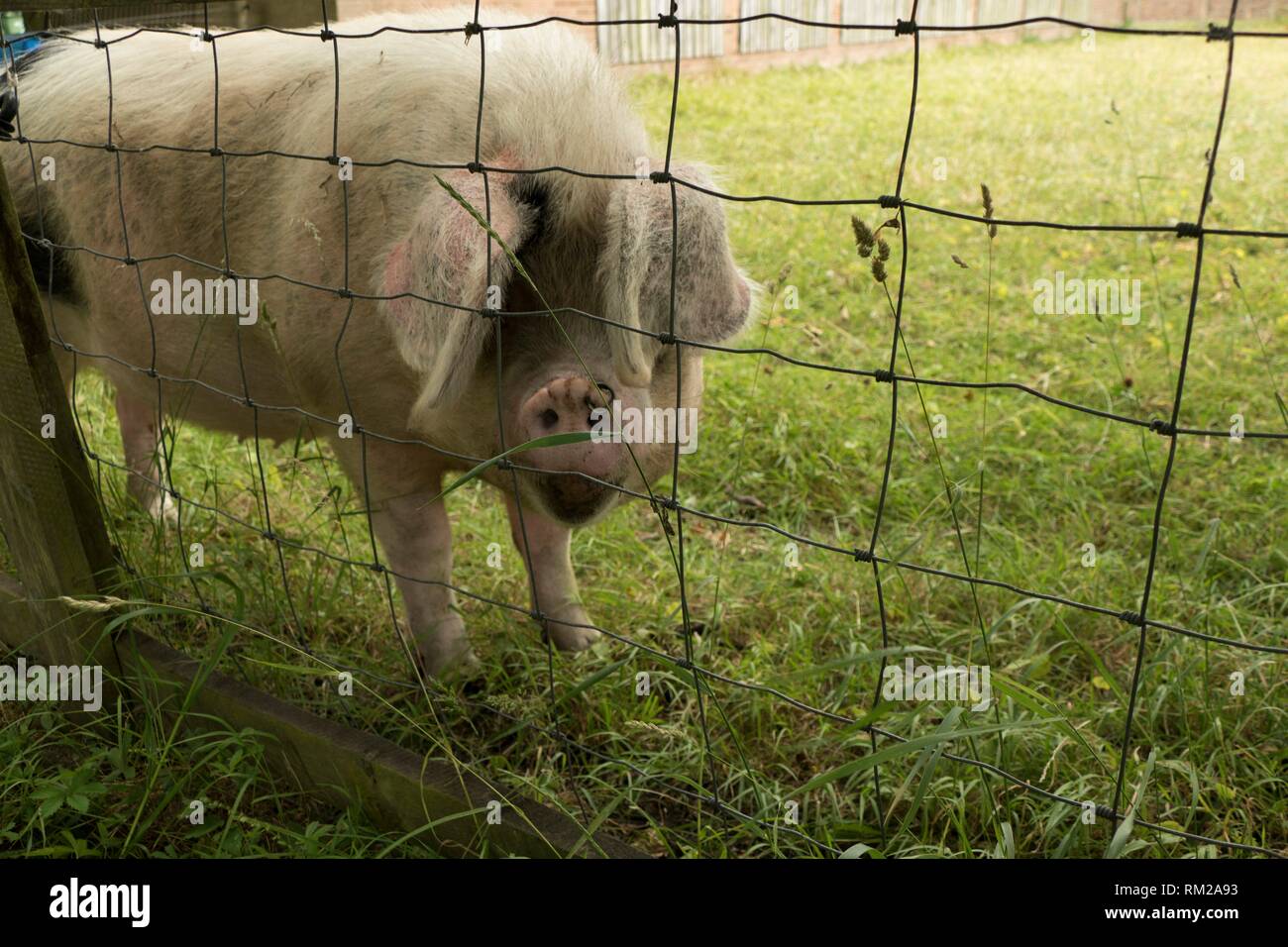 Pig by wire fence hi-res stock photography and images - Alamy