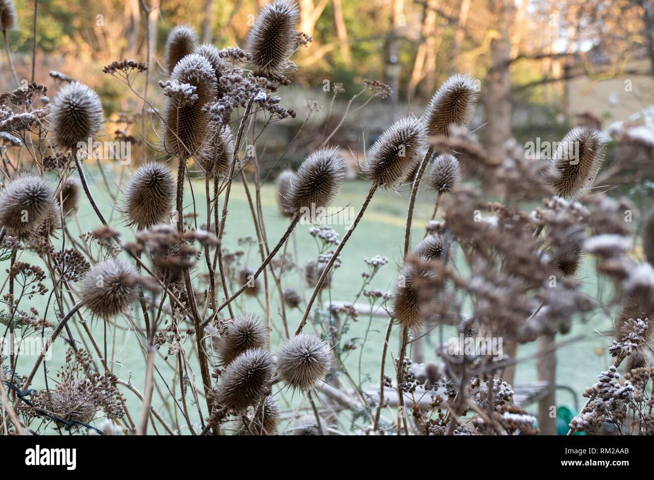 Frost in spring hi-res stock photography and images - Alamy