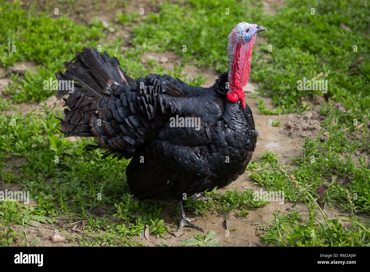 Turkey Farm Stock Photos & Turkey Farm Stock Images - Alamy