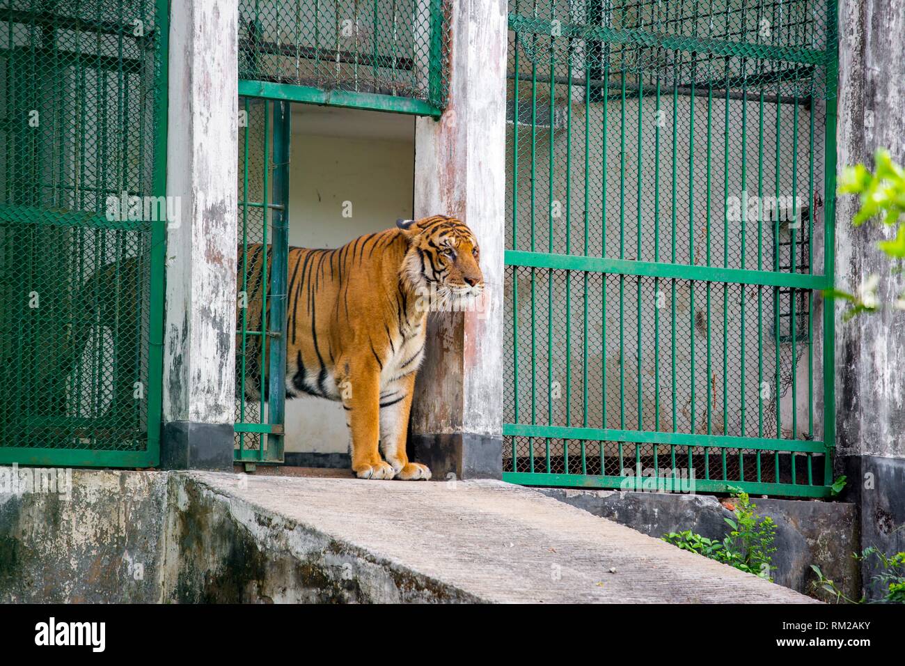 Royal bengal tiger bangladesh hi-res stock photography and images - Alamy