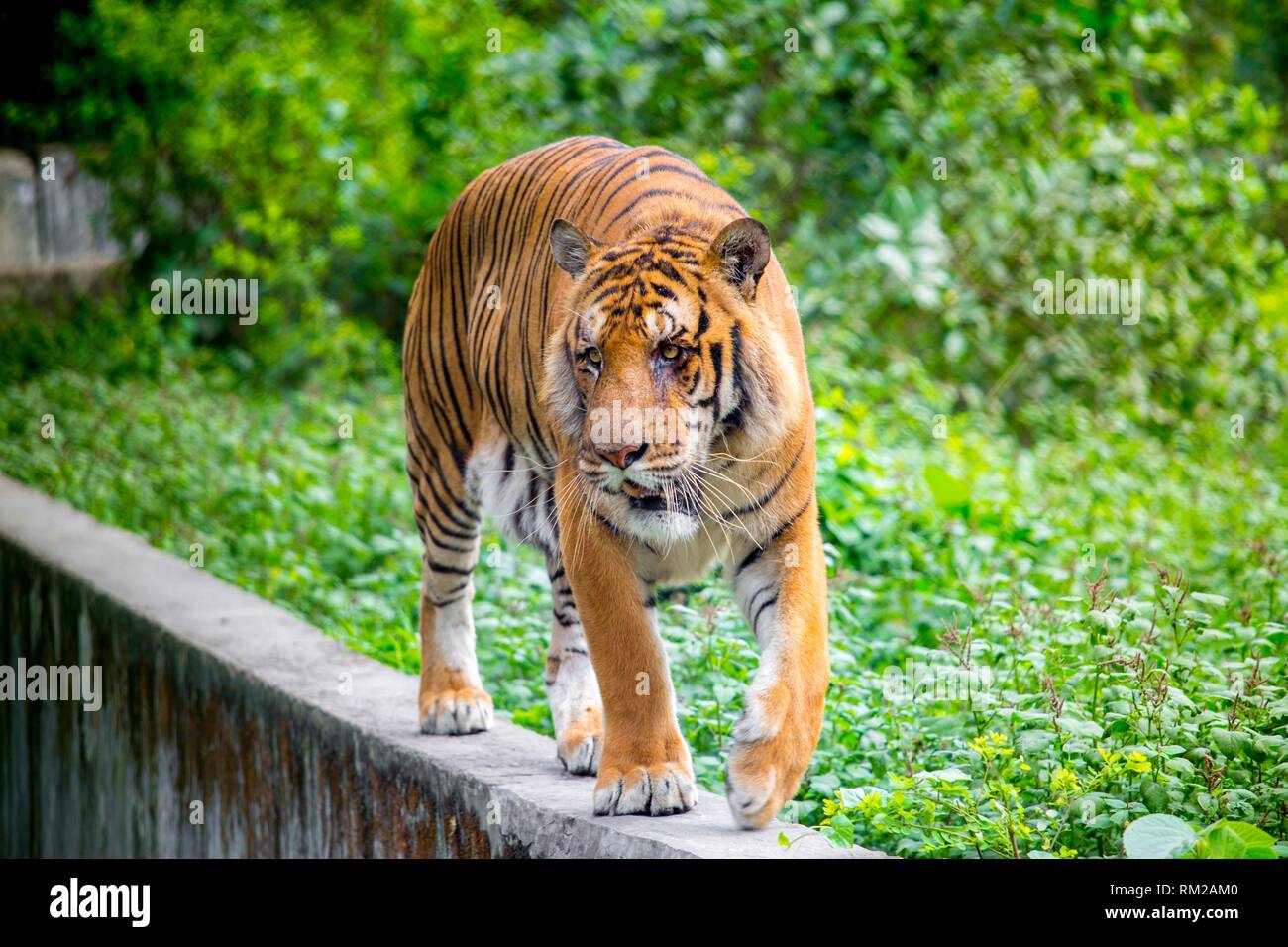 Royal bengal tiger bangladesh hi-res stock photography and images - Alamy
