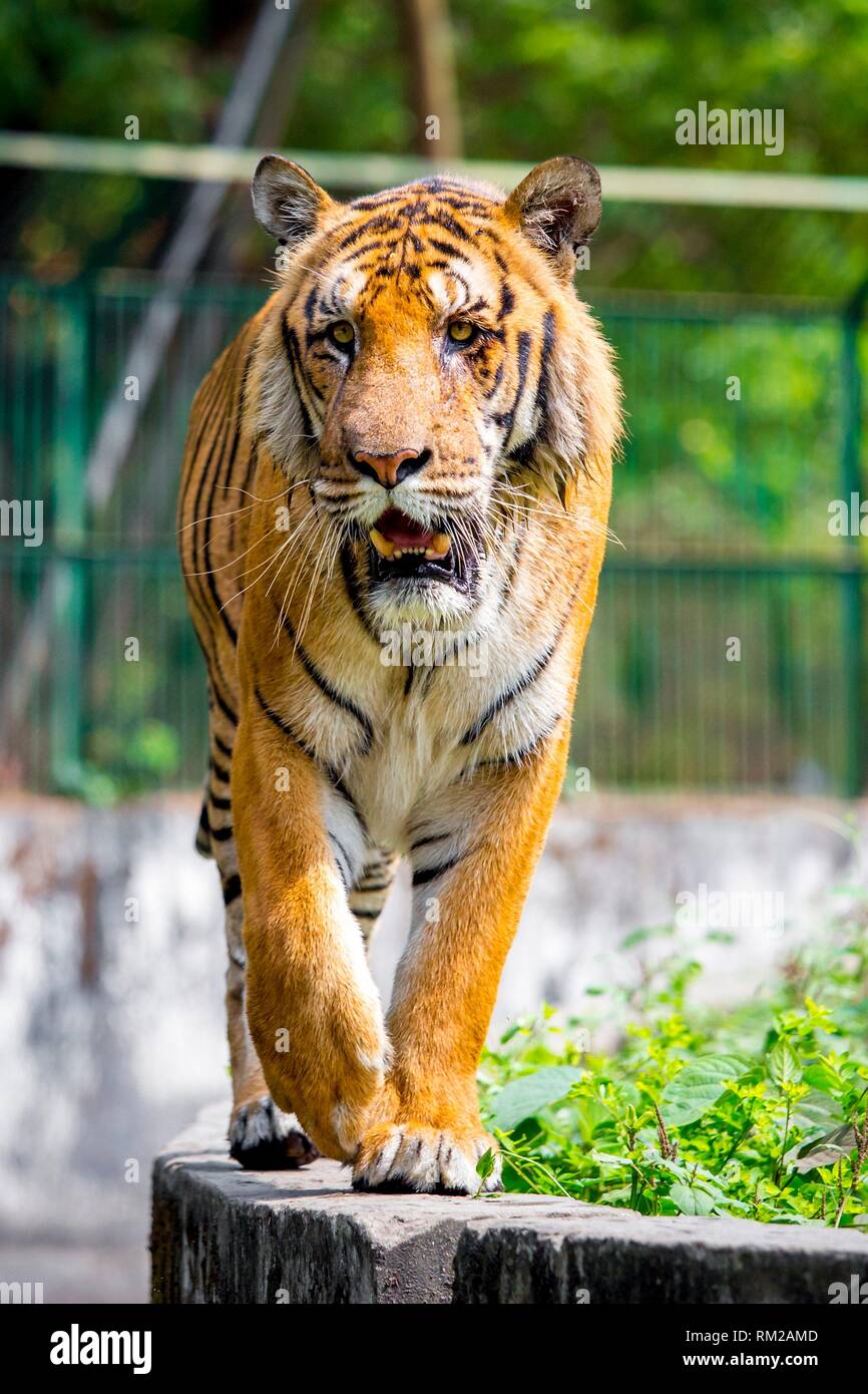 Sundarbans bangladesh tiger hi-res stock photography and images - Alamy