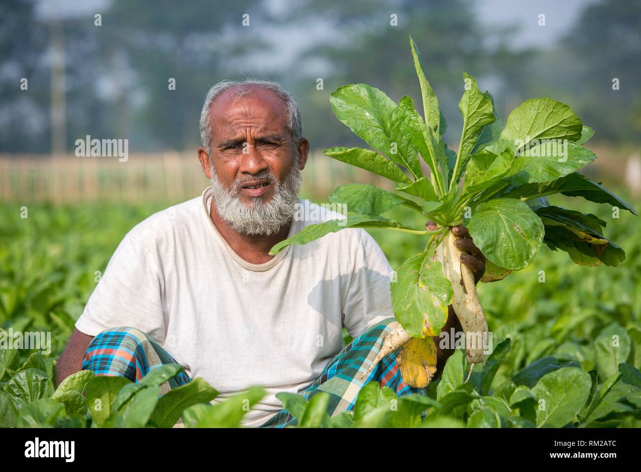 Indian White Radish High Resolution Stock Photography and Images - Alamy