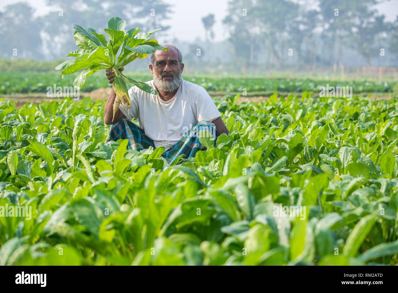 Indian White Radish High Resolution Stock Photography and Images - Alamy