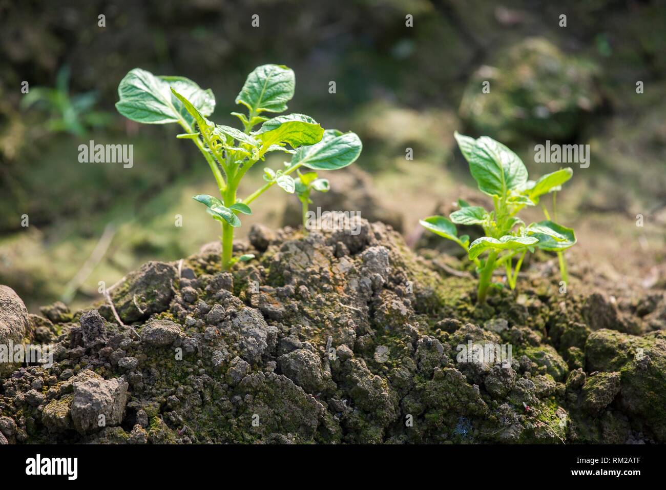 Little green man hi-res stock photography and images - Alamy
