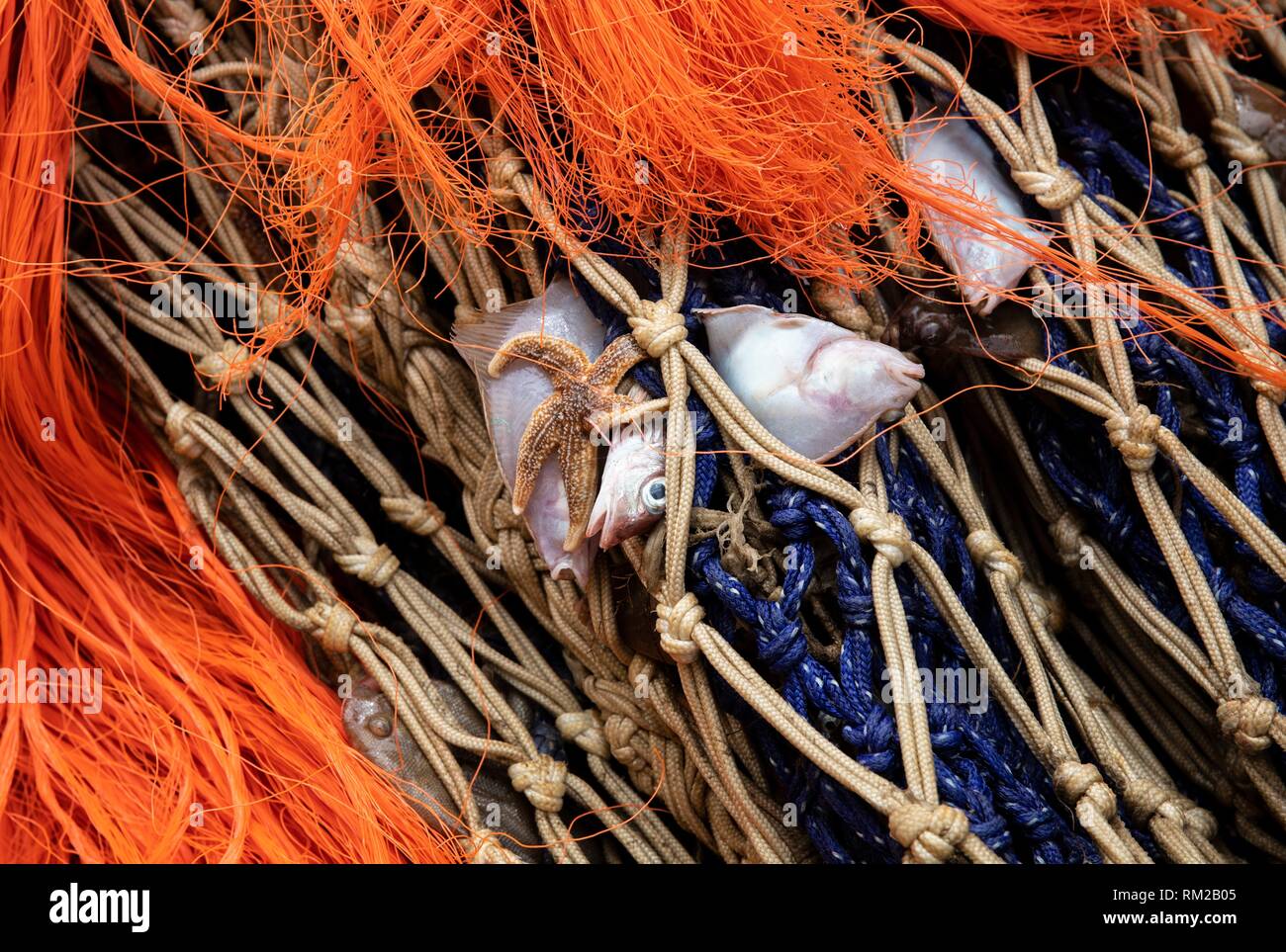 Pulse Fishing High Resolution Stock Photography and Images - Alamy
