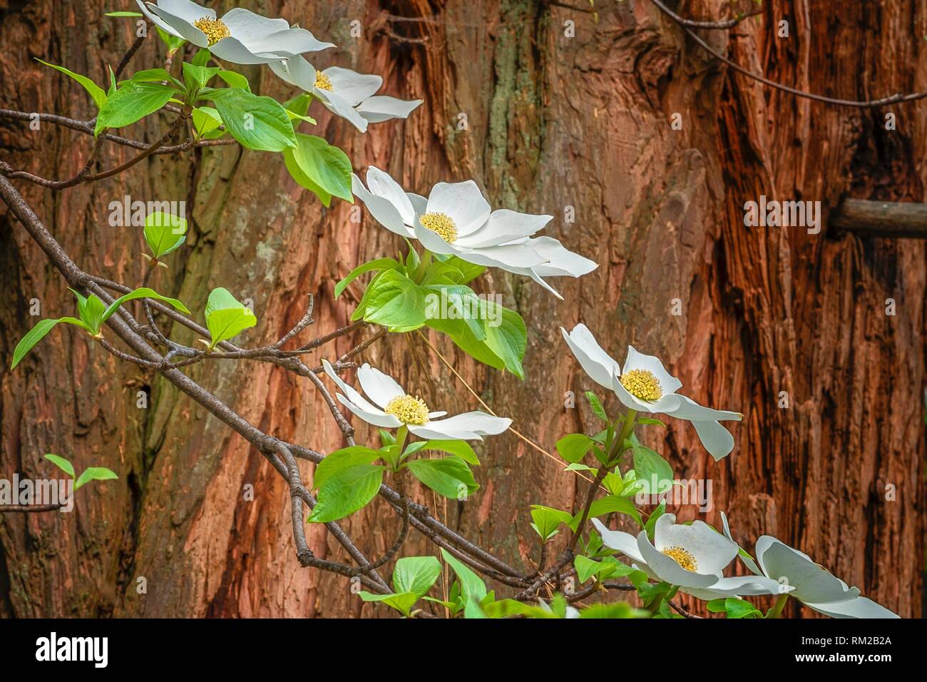 Cedar tree texture hi-res stock photography and images - Alamy