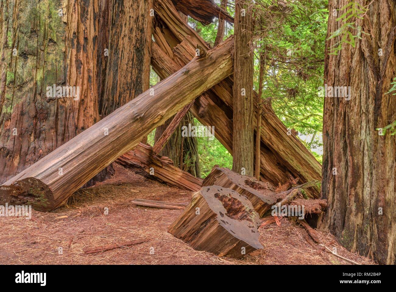 Form in nature hi-res stock photography and images - Alamy
