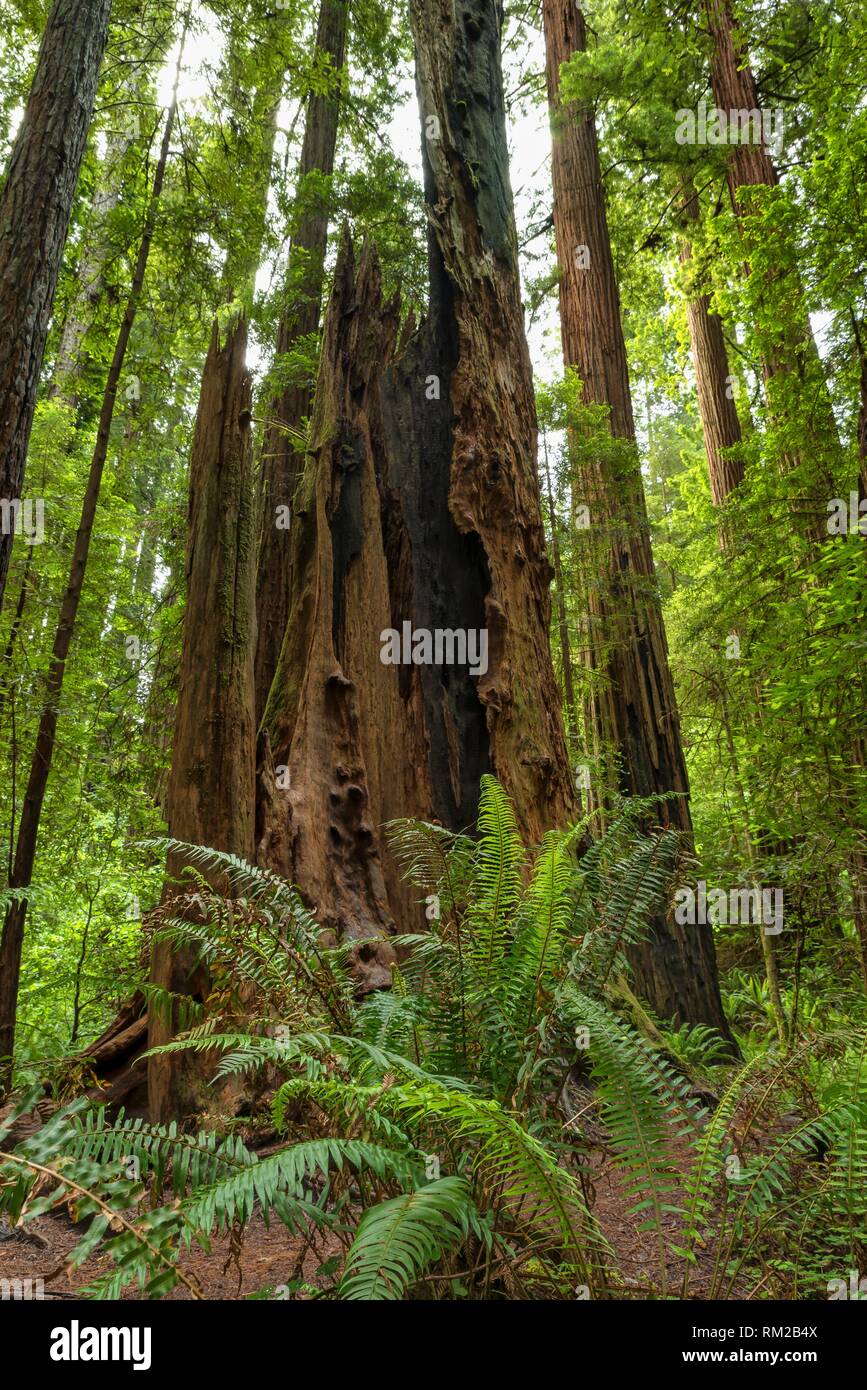 California giant redwoods hi-res stock photography and images - Alamy