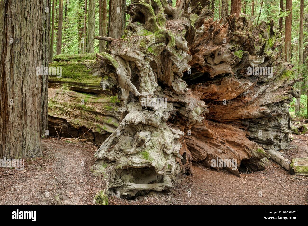 Old fallen sequoia hi-res stock photography and images - Alamy