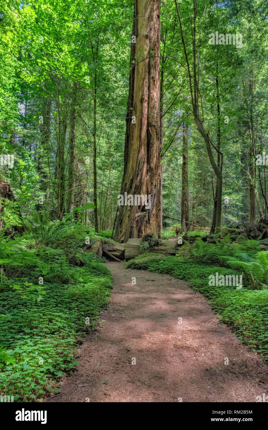 Avenue giants california hi-res stock photography and images - Alamy