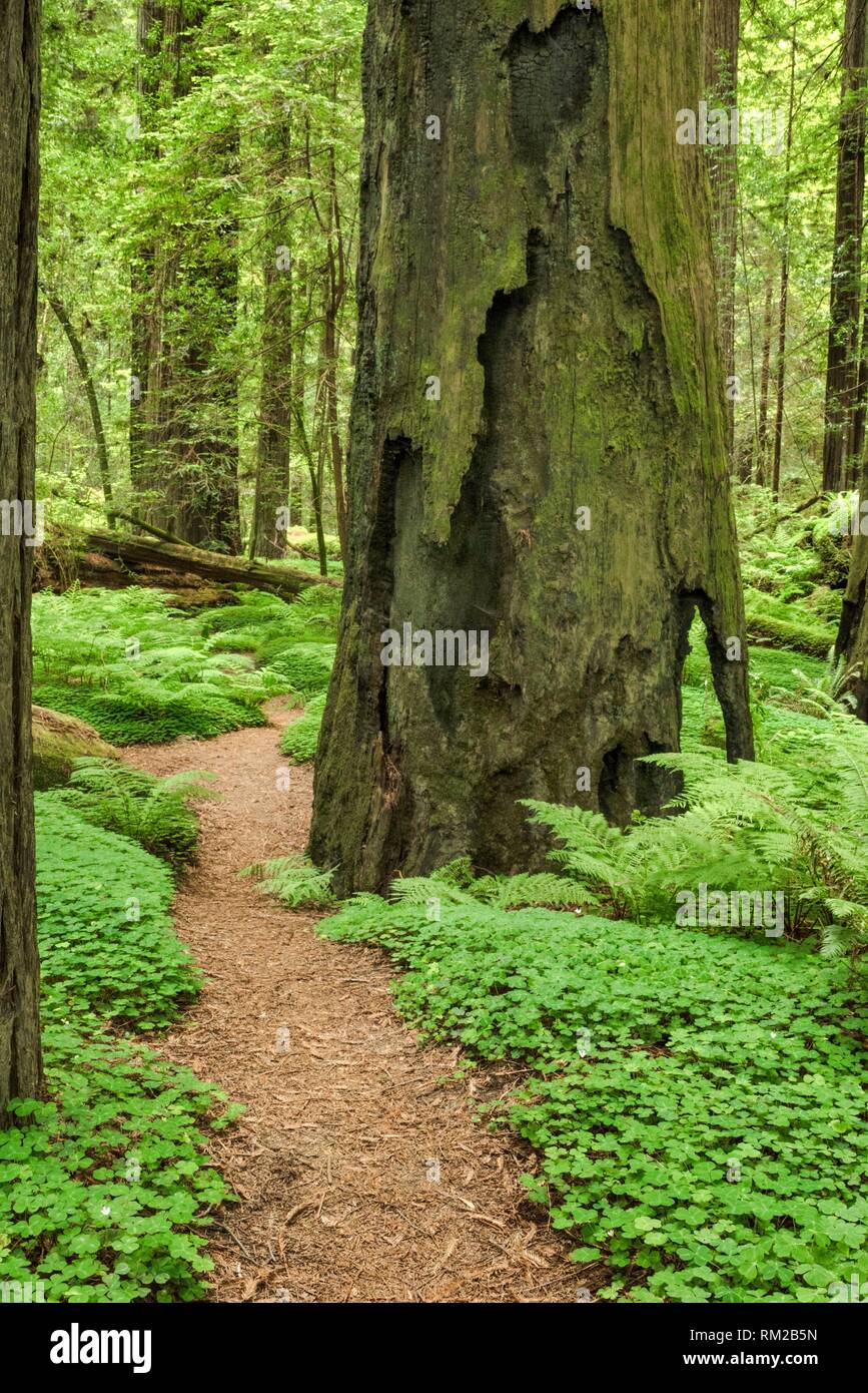 Ancient grove hi-res stock photography and images - Alamy