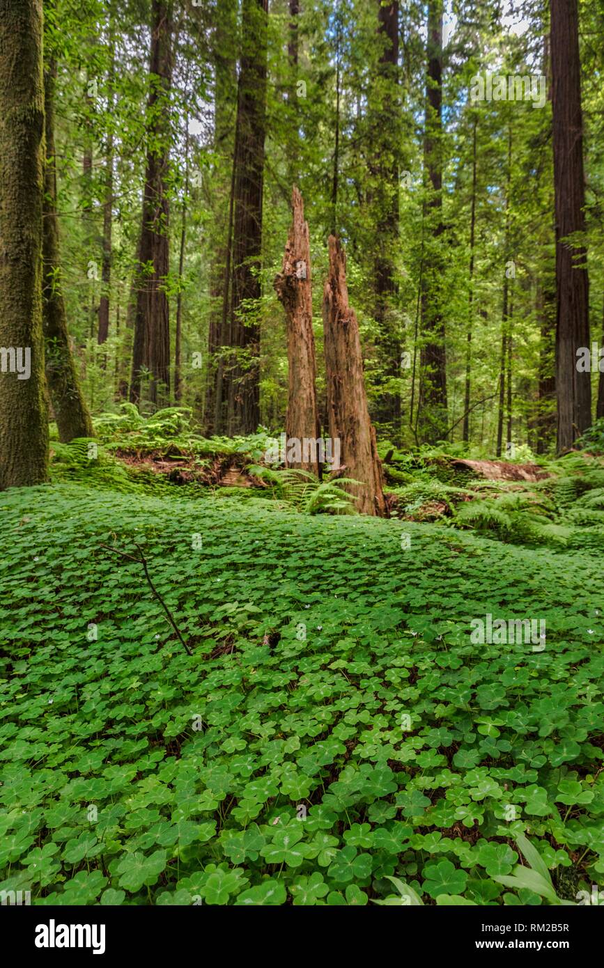 Sorrel Tree High Resolution Stock Photography and Images - Alamy