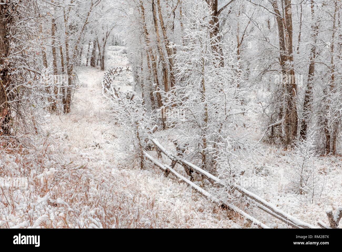Beauty of snow storm hi-res stock photography and images - Alamy