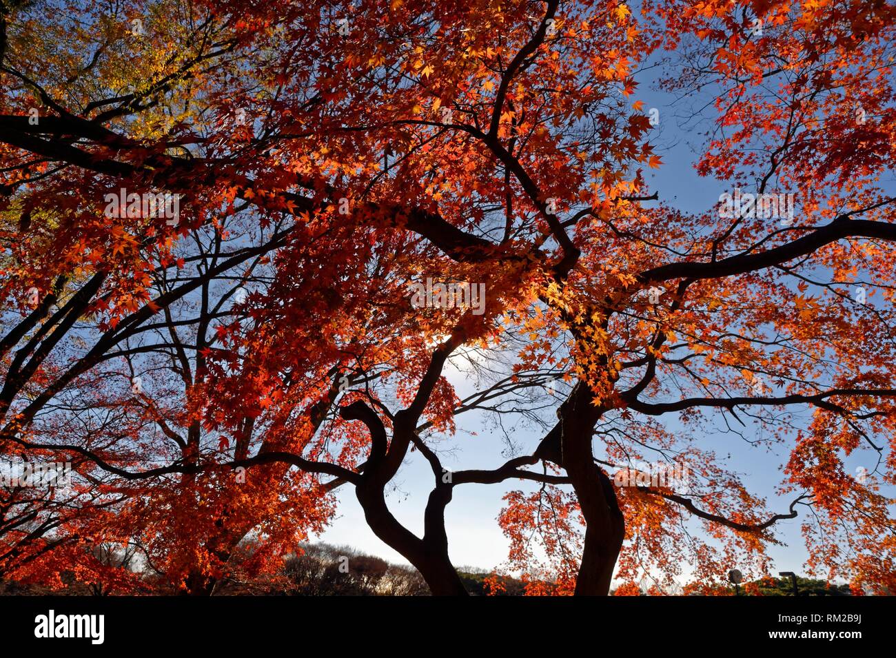 Tokyo Vegetation High Resolution Stock Photography and Images - Alamy