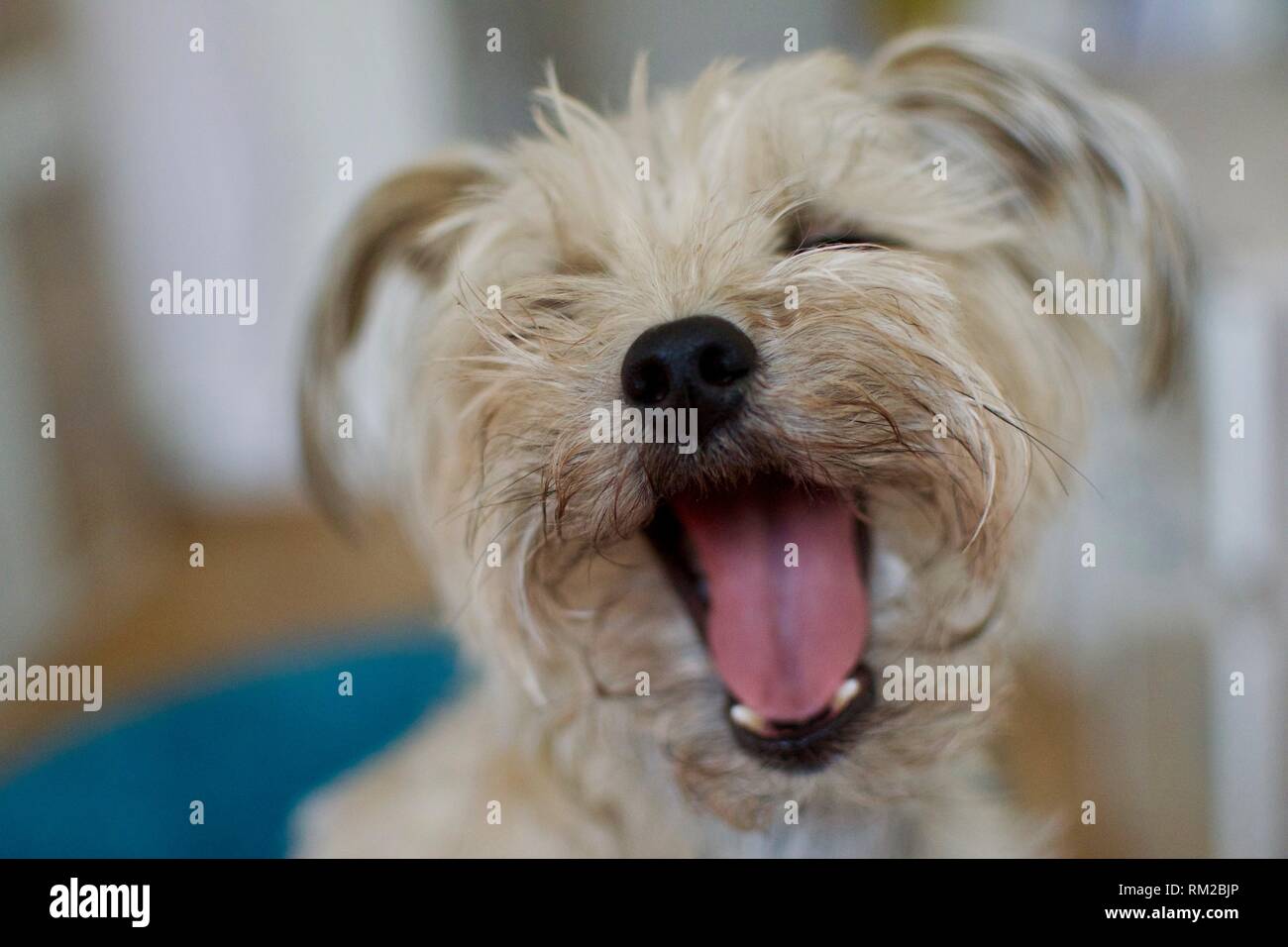 Yawning Dog High Resolution Stock Photography and Images - Alamy