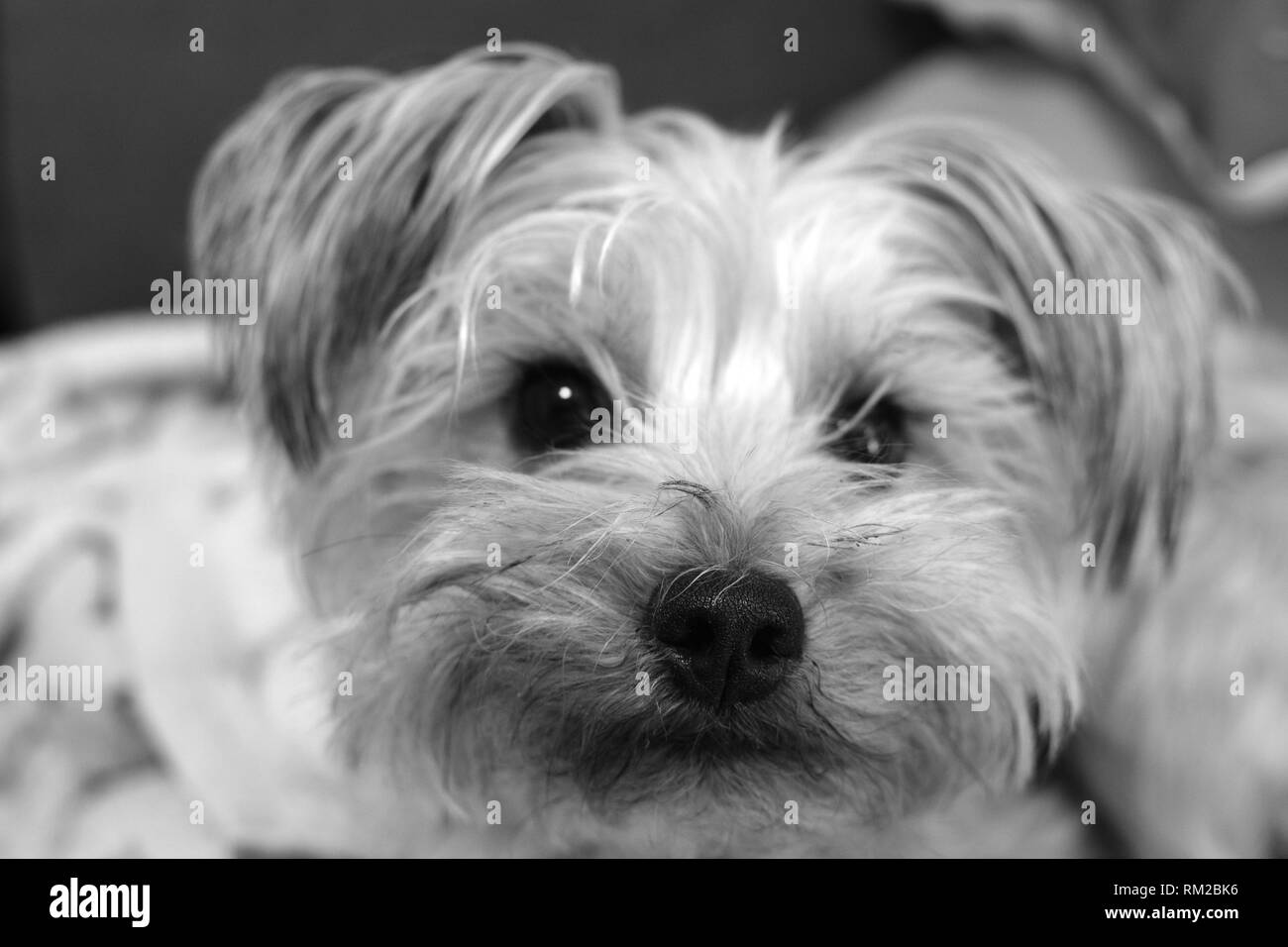 Face of terrier dog hi-res stock photography and images - Alamy