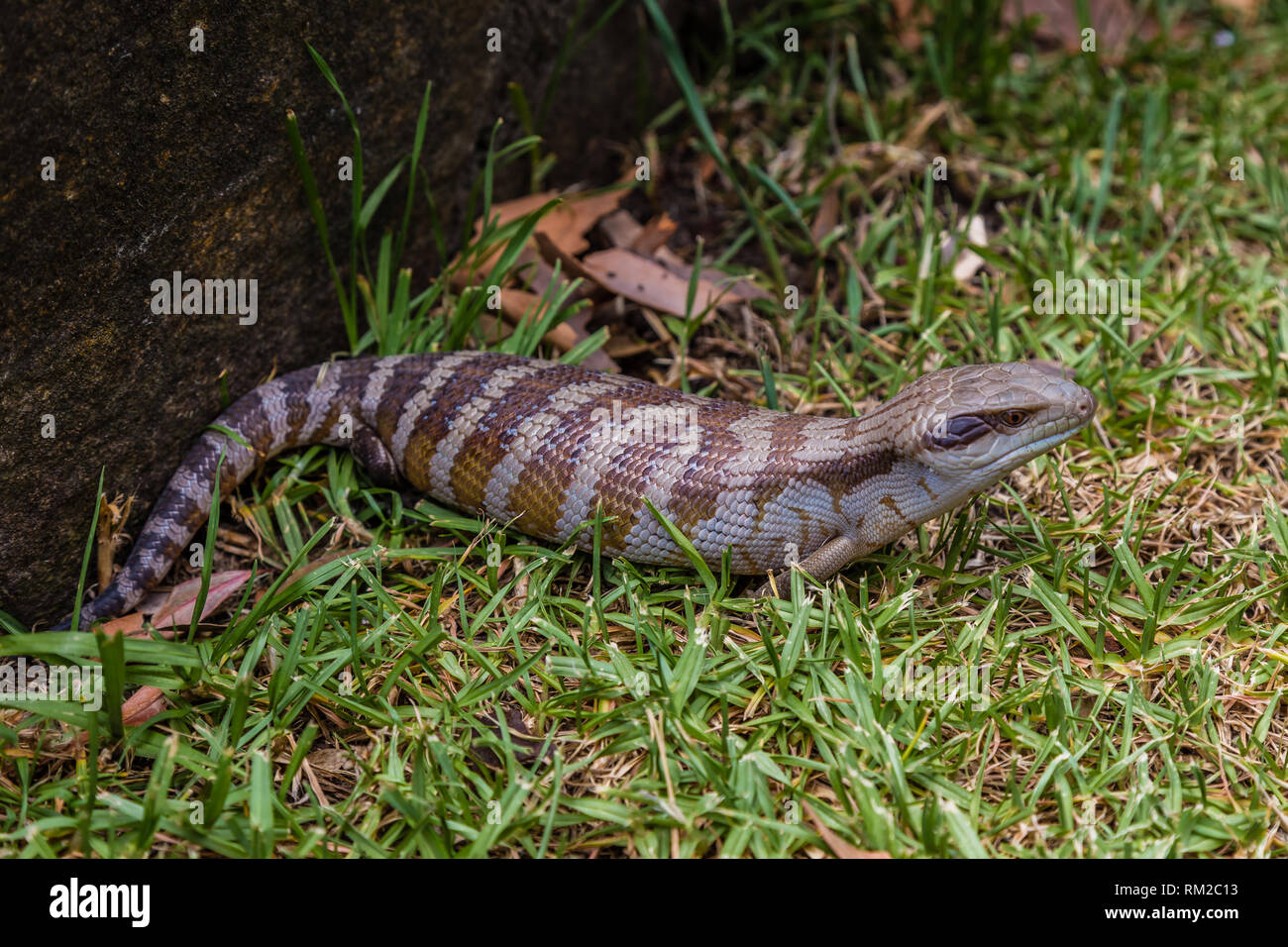 Blue-tongued Skink (Scincoides) in a garden, Upper Hunter Valley, NSW ...