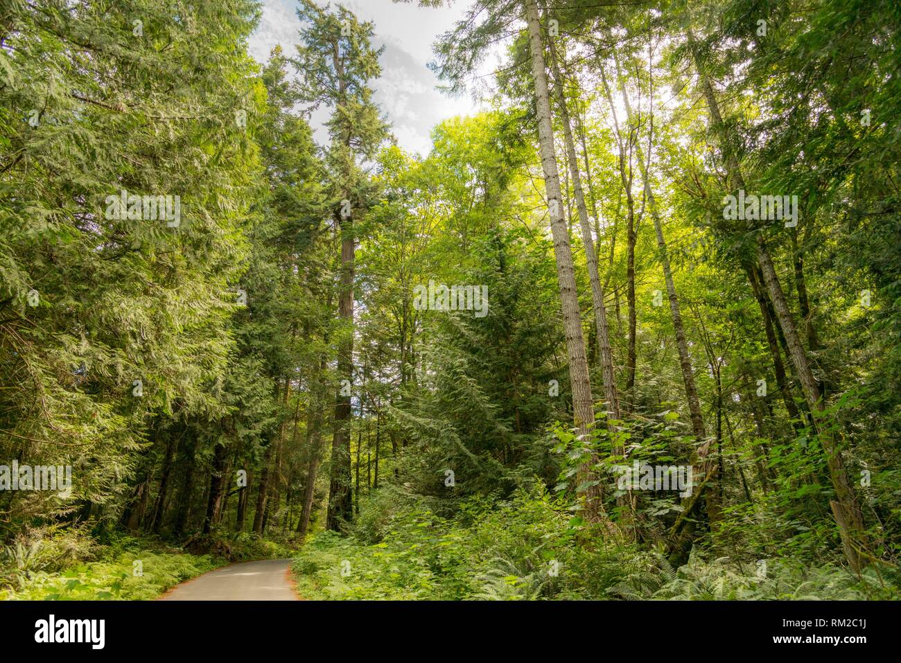 Growth trees hi-res stock photography and images - Alamy