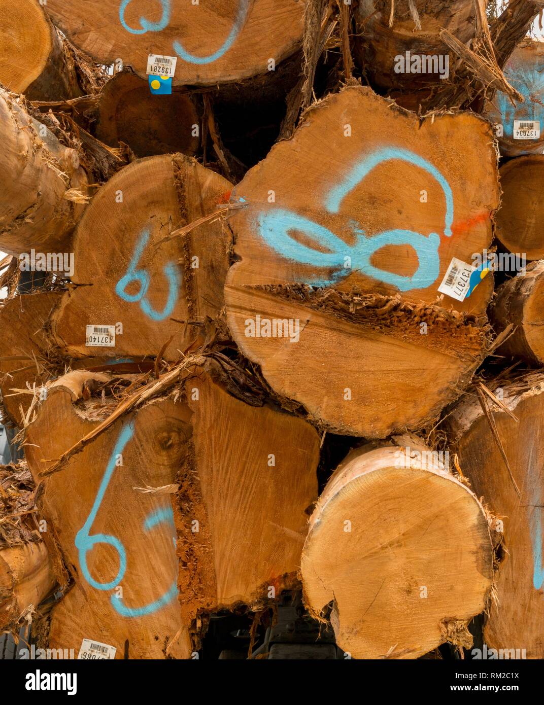 Logging industry canada logs hi-res stock photography and images - Alamy