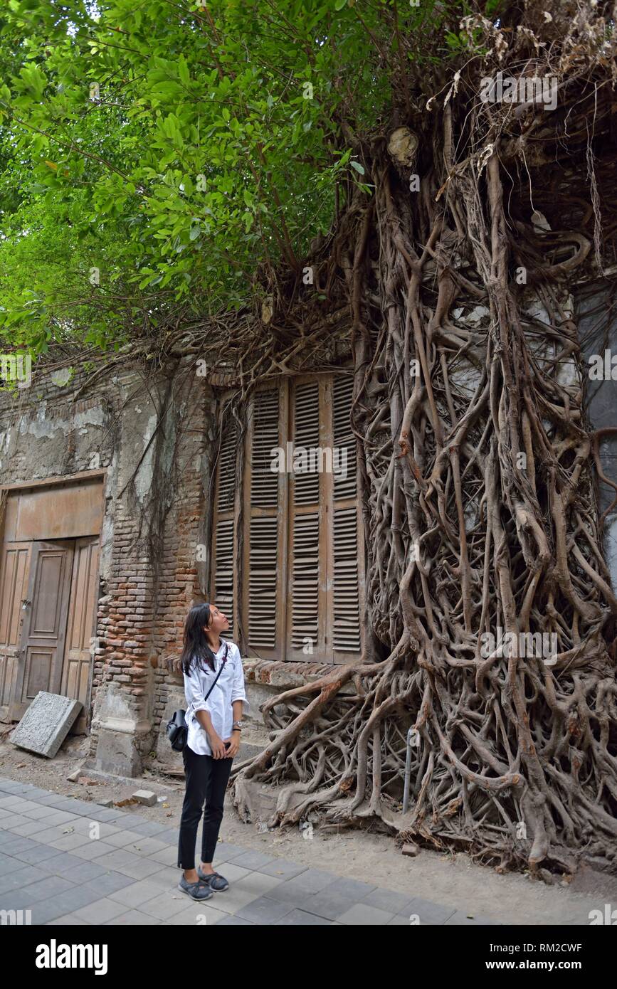 Ficus on wall hi-res stock photography and images - Alamy