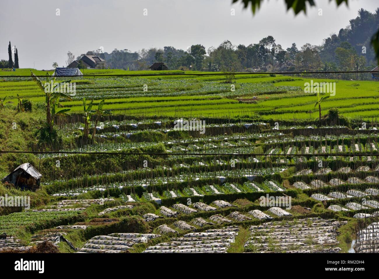 Paddy field in java hi-res stock photography and images - Alamy
